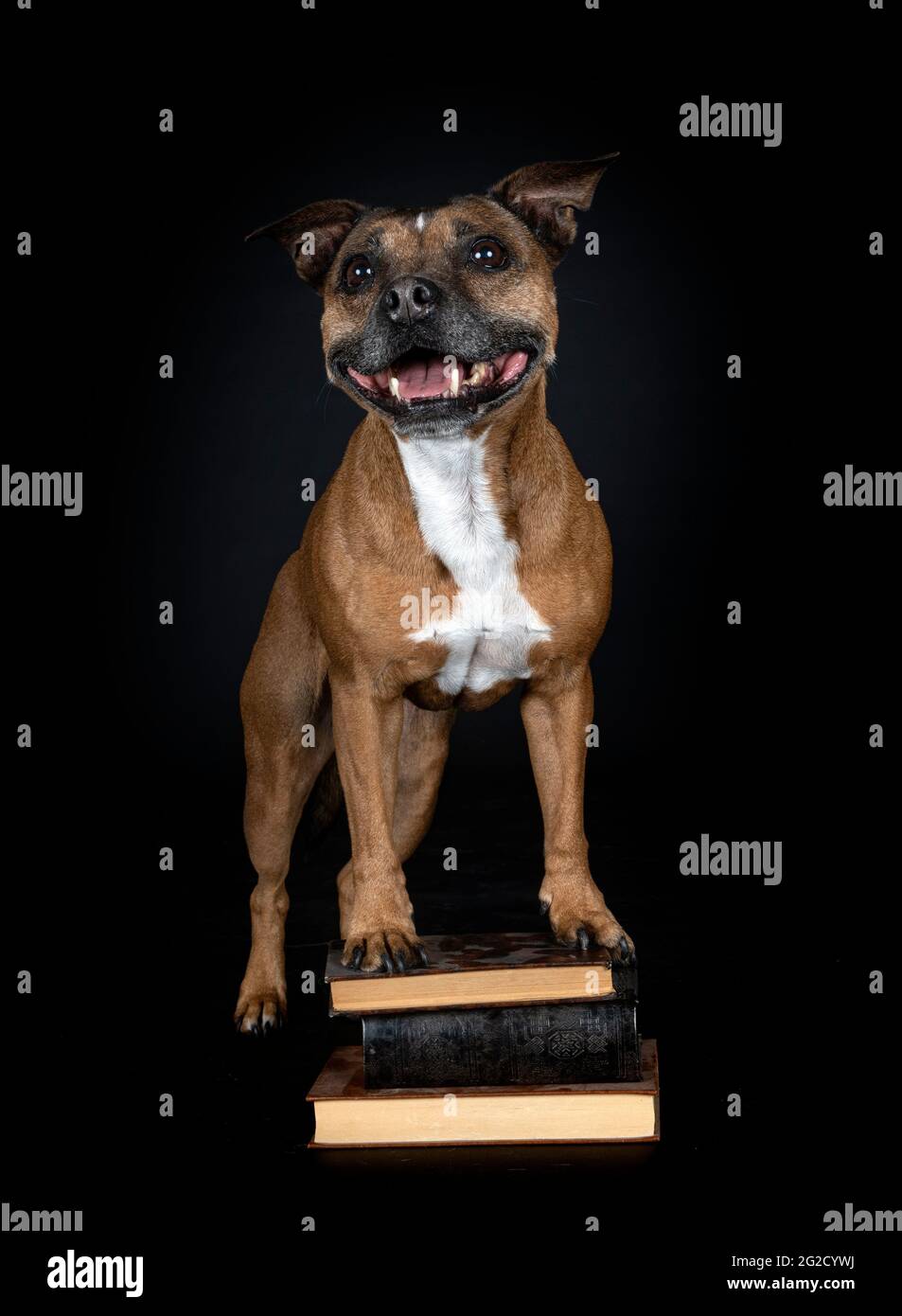 staffordshire bull terrier in front of black background Stock Photo - Alamy