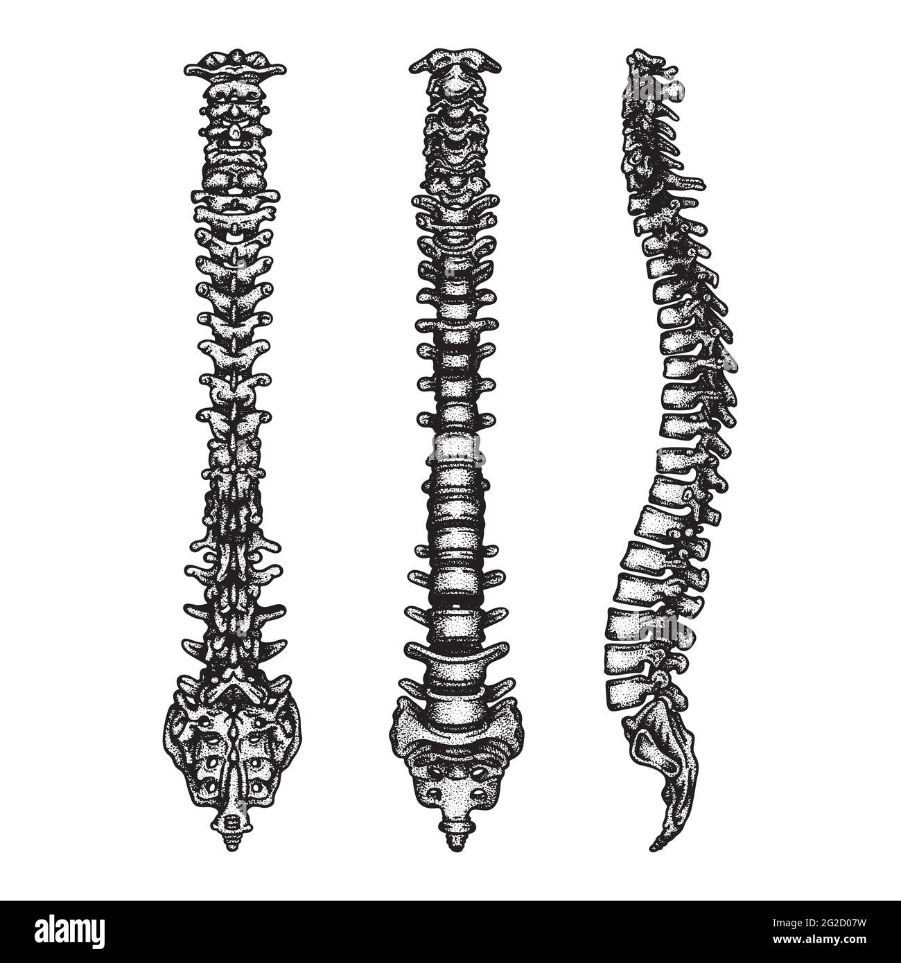 Spine side, front and back view. Spine bones engraving, vintage style ... Spine side, front and back view. Spine bones engraving, vintage style ...
