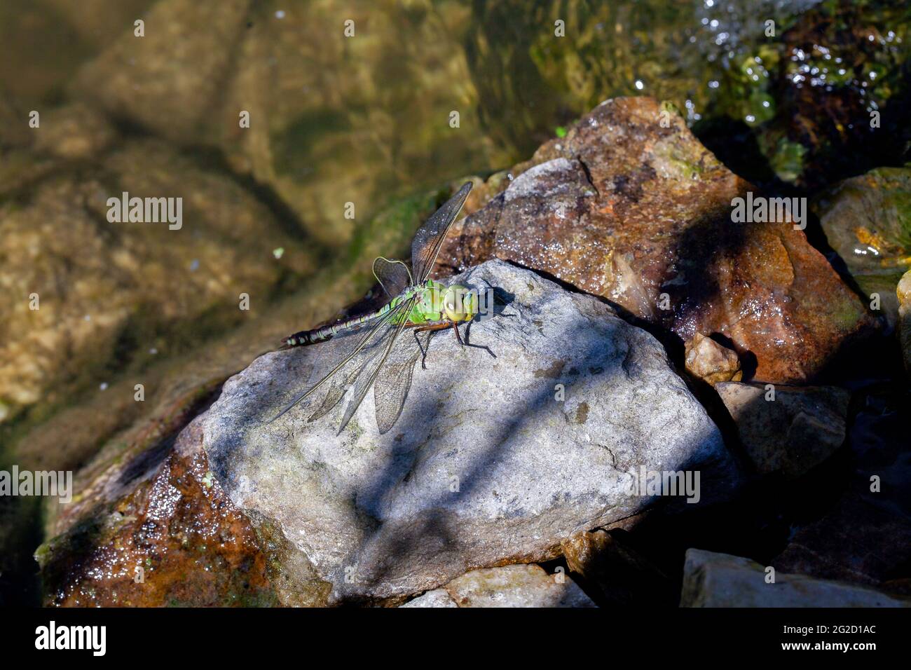 Beautiful big green dragonfly sunbathing Stock Photo - Alamy