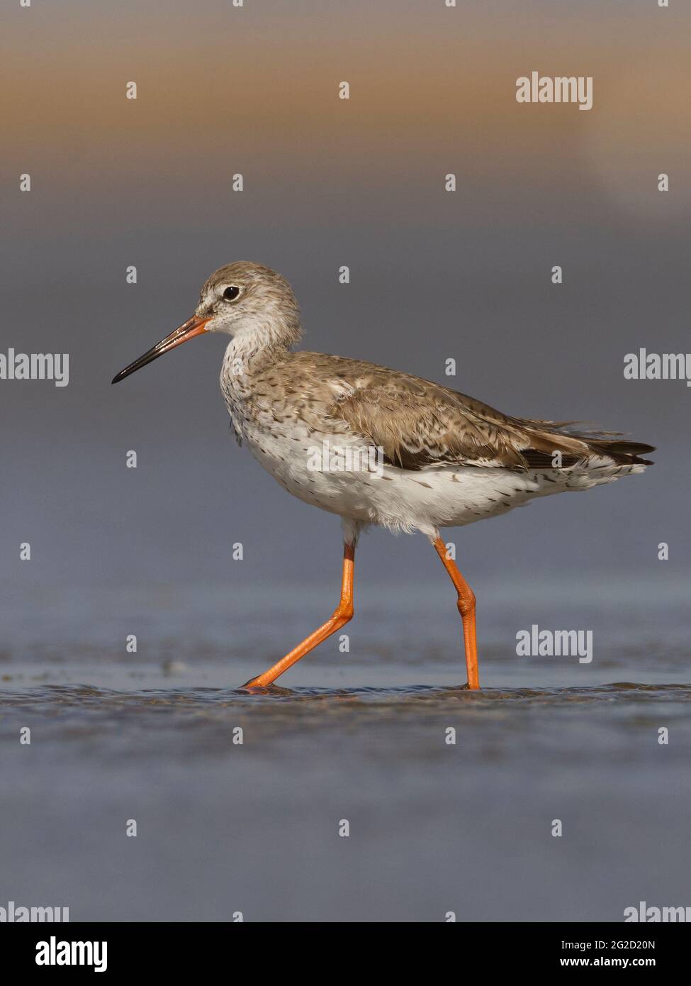 Redshank wetland bird hi-res stock photography and images - Alamy