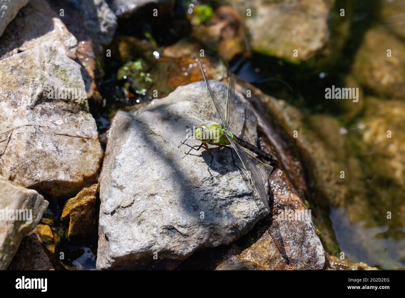 Beautiful big green dragonfly sunbathing Stock Photo - Alamy