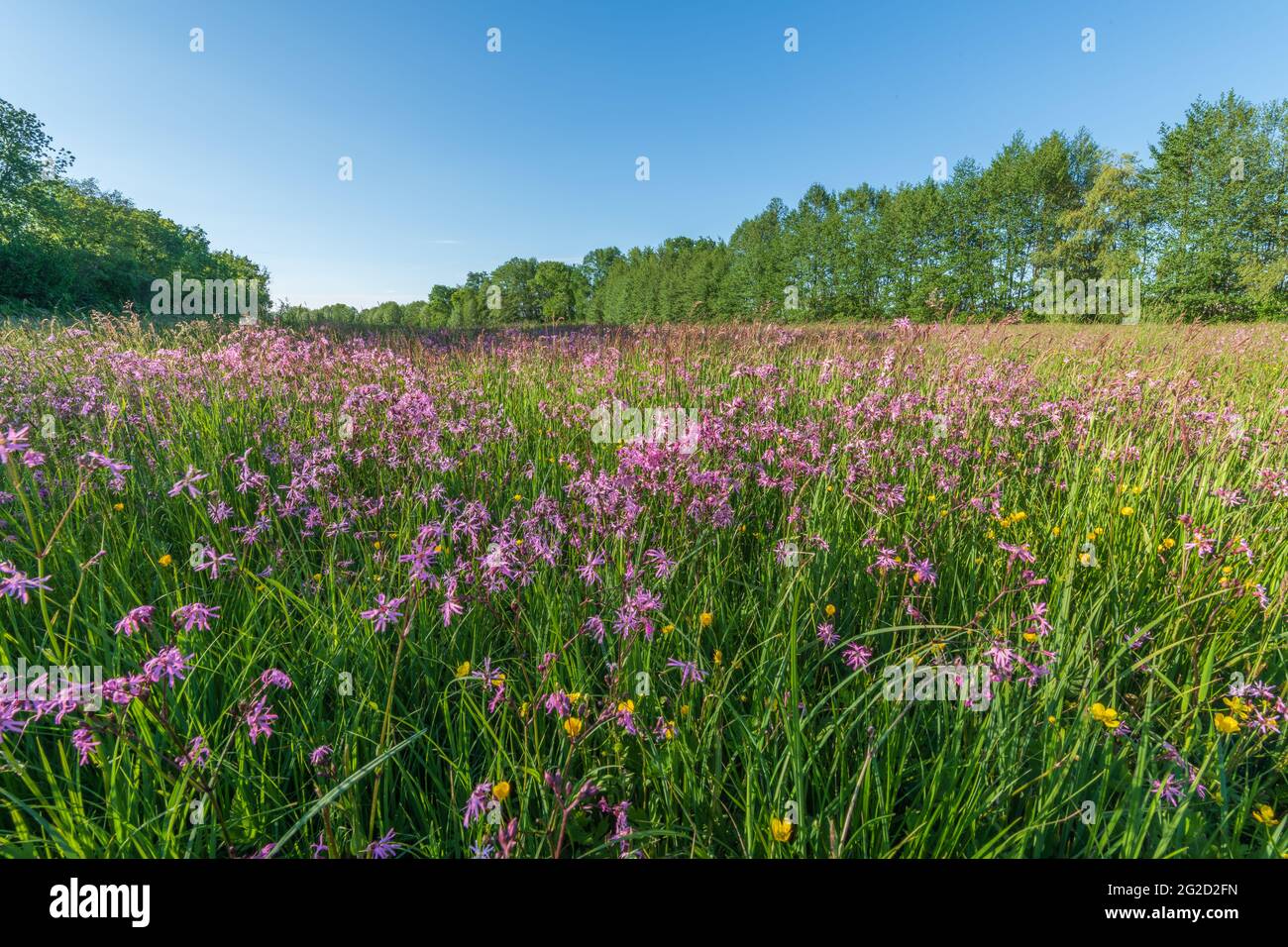 Lychnis cuckoo flower, ragged robin in a spring meadow.France Stock ...