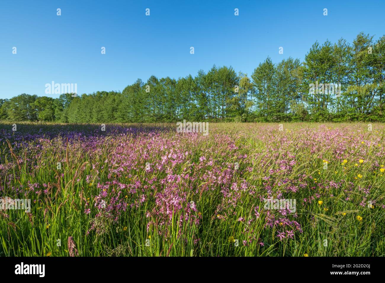 Lychnis cuckoo flower, ragged robin in a spring meadow.France Stock ...