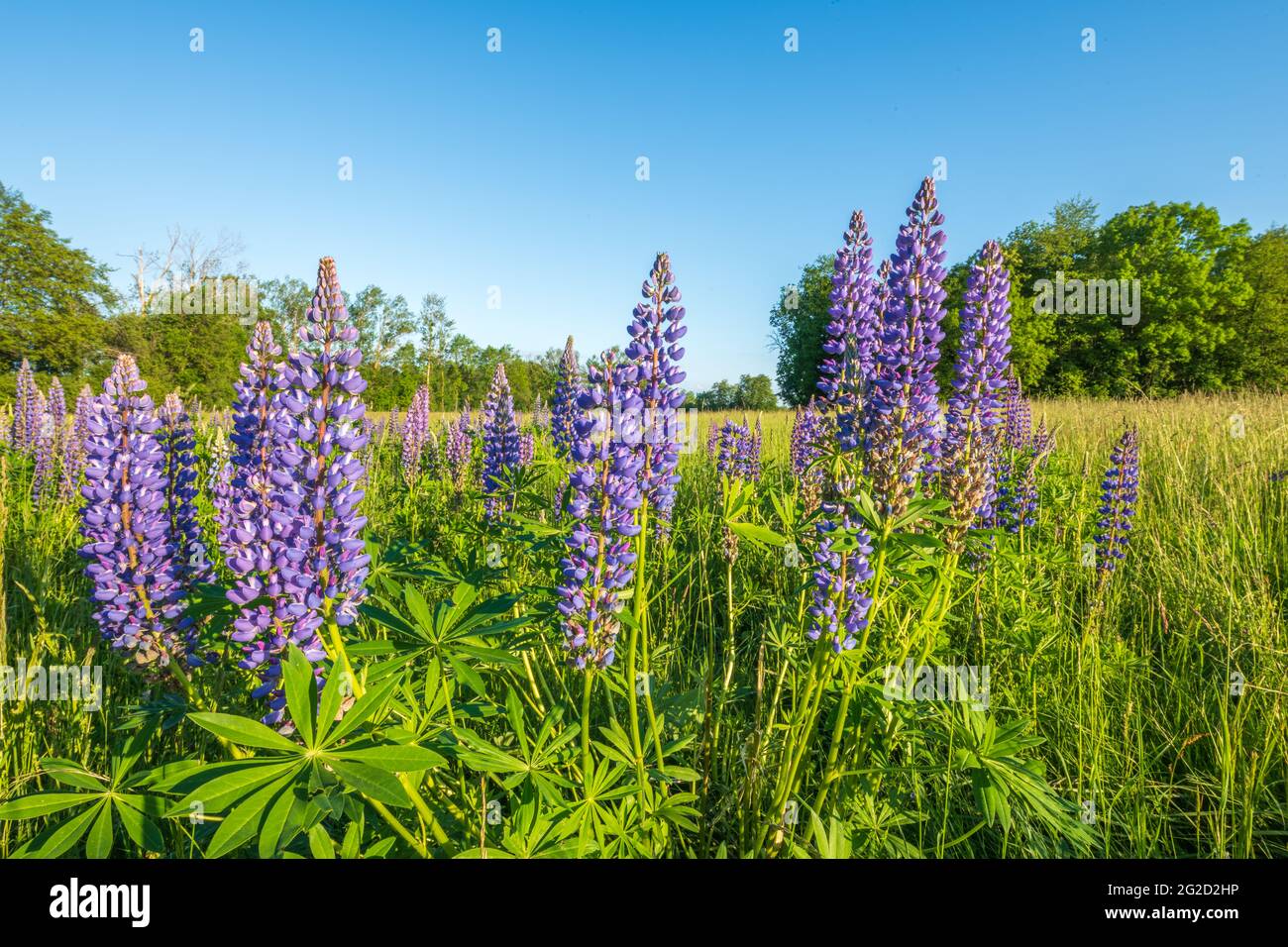 Purple blue lupine flowers in a spring meadow. France Stock Photo - Alamy