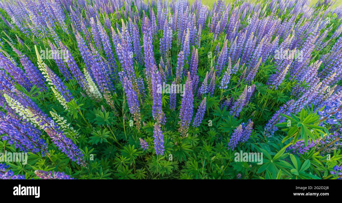 Purple blue lupine flowers in a spring meadow. France Stock Photo - Alamy