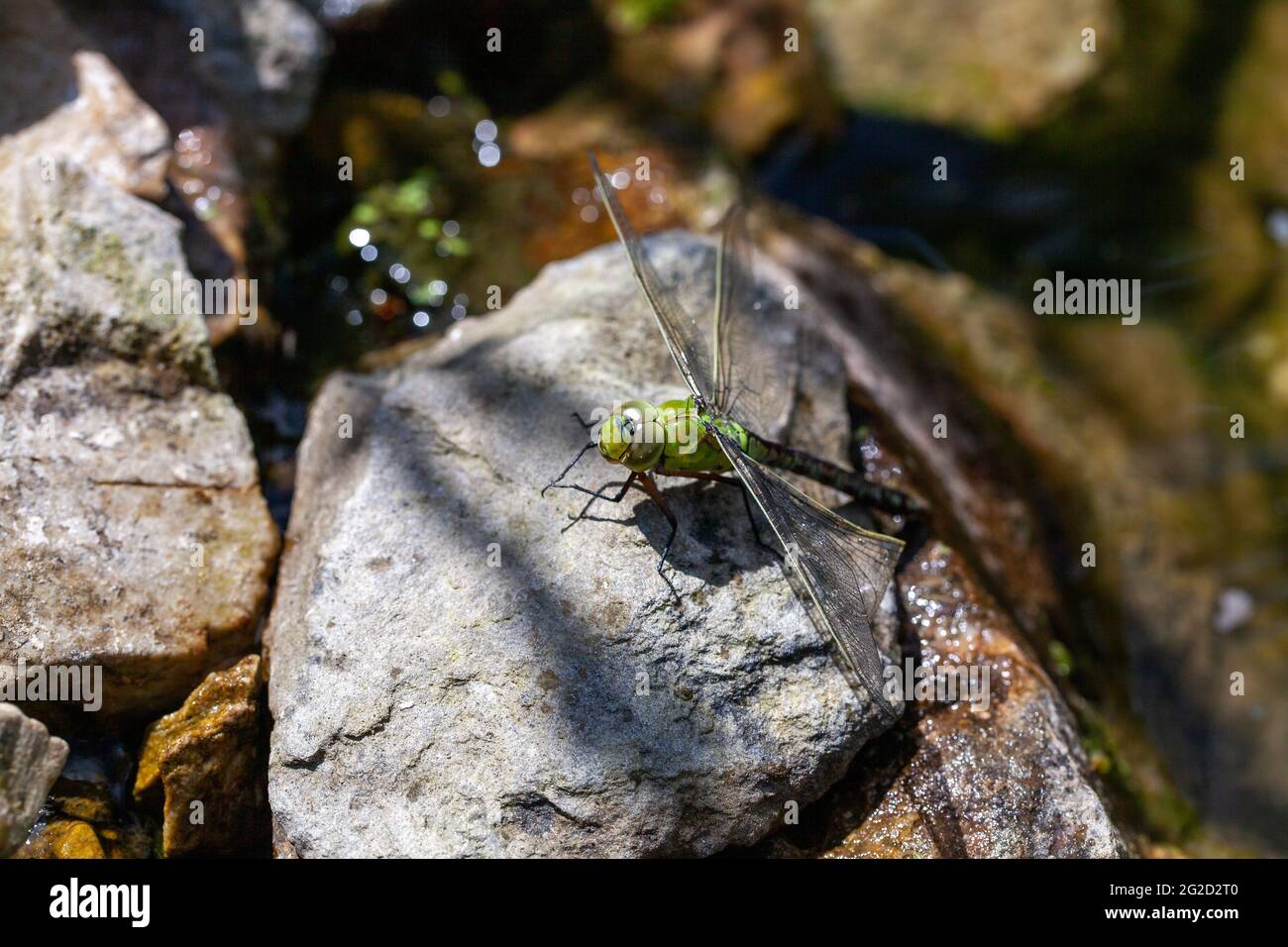 Beautiful big green dragonfly sunbathing Stock Photo - Alamy
