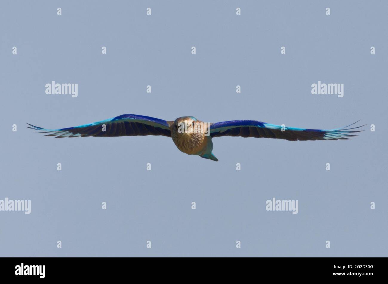 Indian Roller (Coracias benghalensis) in flight Stock Photo - Alamy