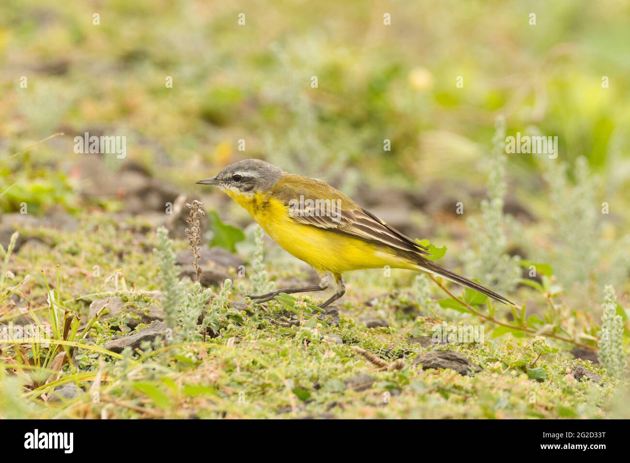 Western Yellow Wagtail ( Motacilla flava Stock Photo - Alamy