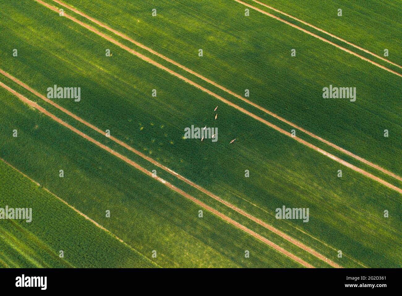 Roe deer male june hi-res stock photography and images - Alamy