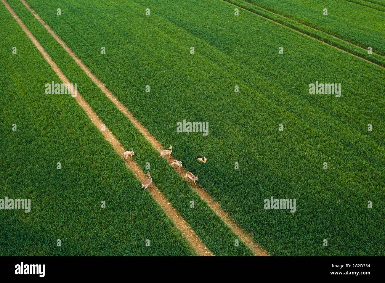 Herd deer aerial hi-res stock photography and images - Alamy