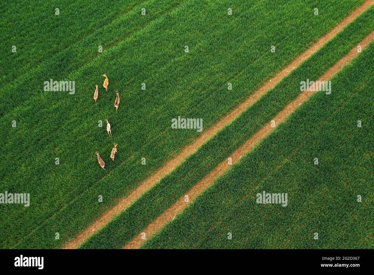 Herd deer aerial hi-res stock photography and images - Alamy