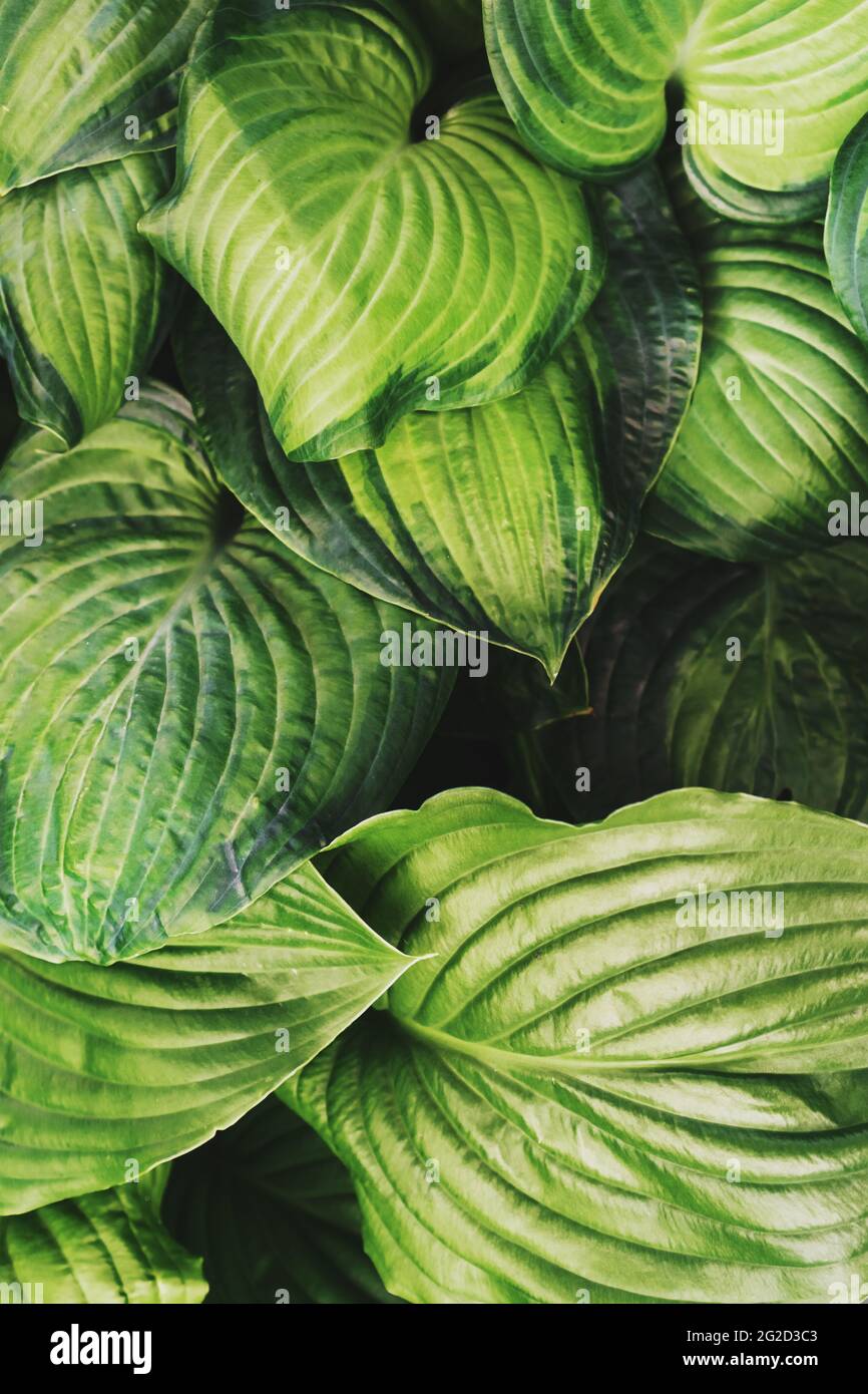 The texture of the leaves of tropical plants in the forest. Top view ...