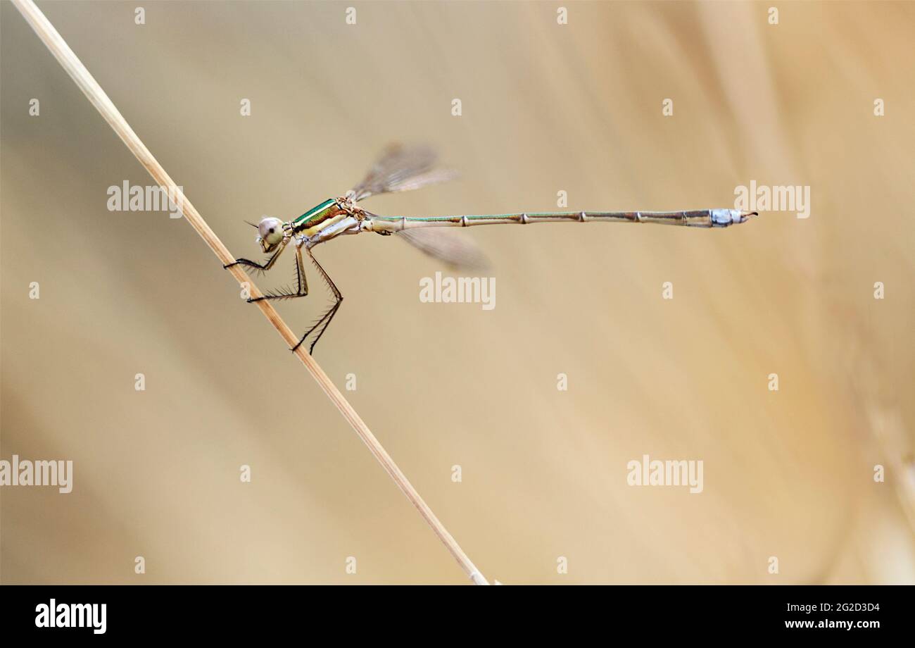 Small spreadwing hi-res stock photography and images - Alamy