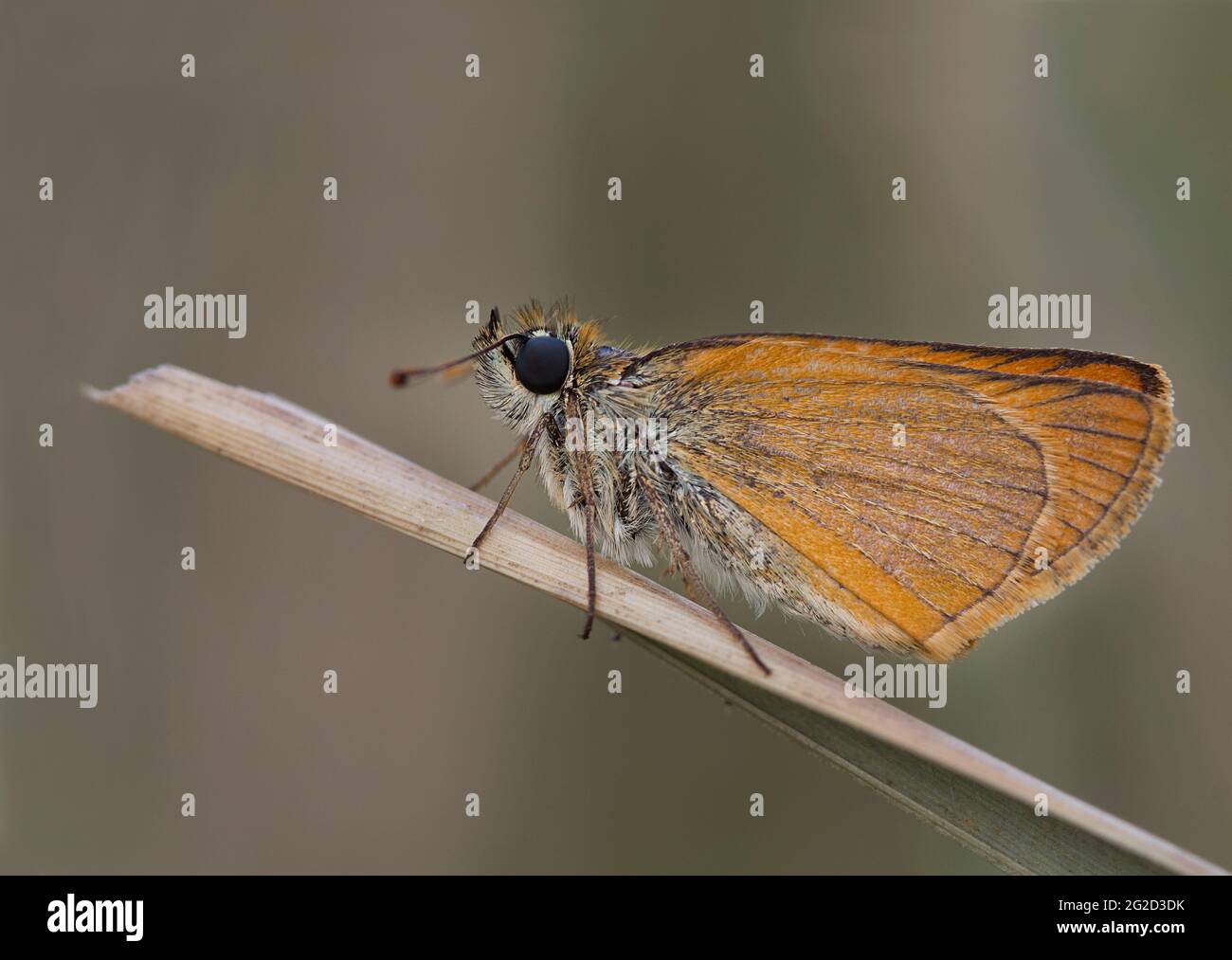 Skipper antenna hi-res stock photography and images - Alamy