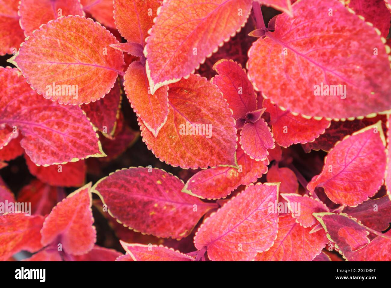 Red leaves of a garden plant close-up as a background. Top view Stock ...
