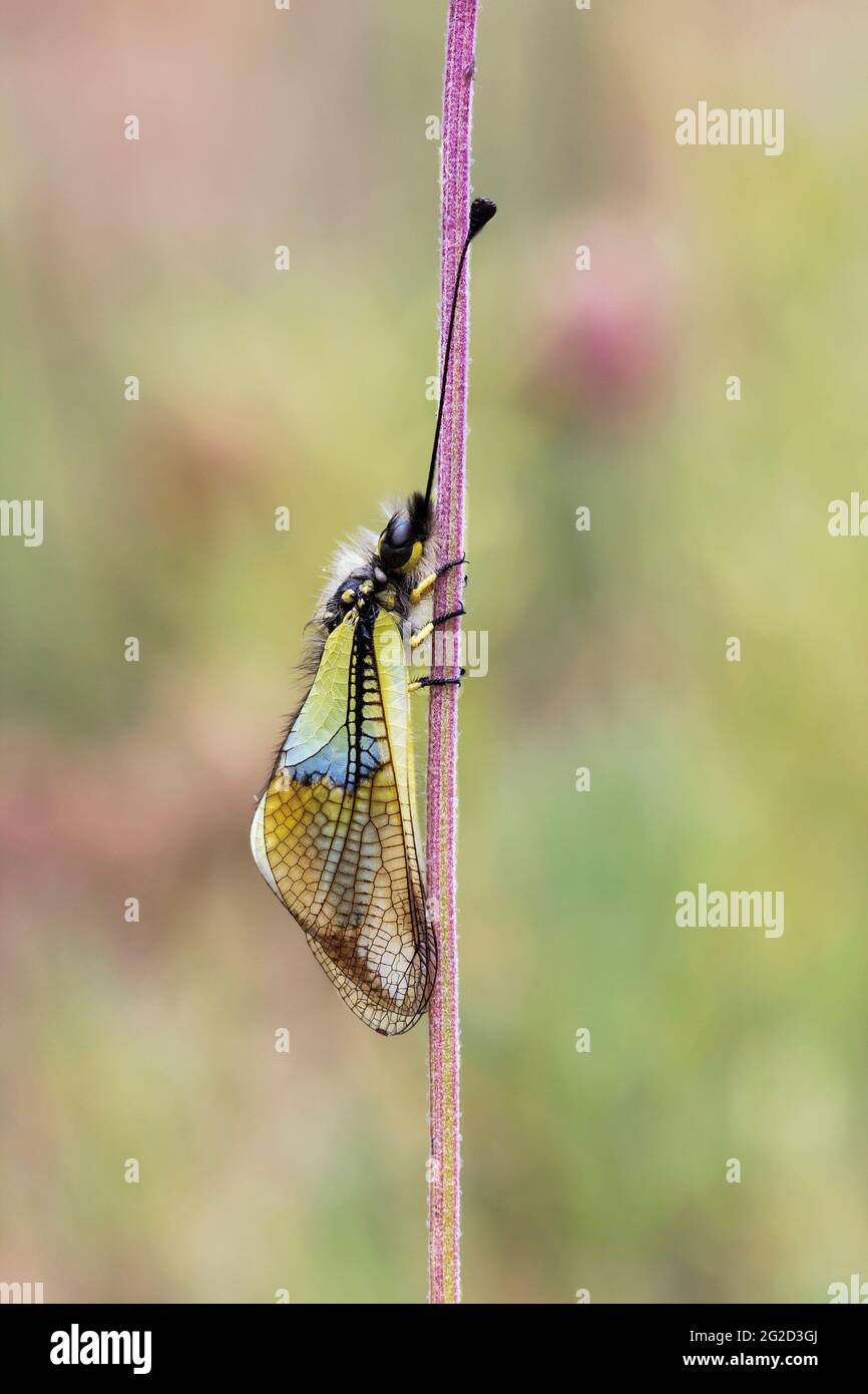 Spanish owly (libelloides baeticus Stock Photo - Alamy