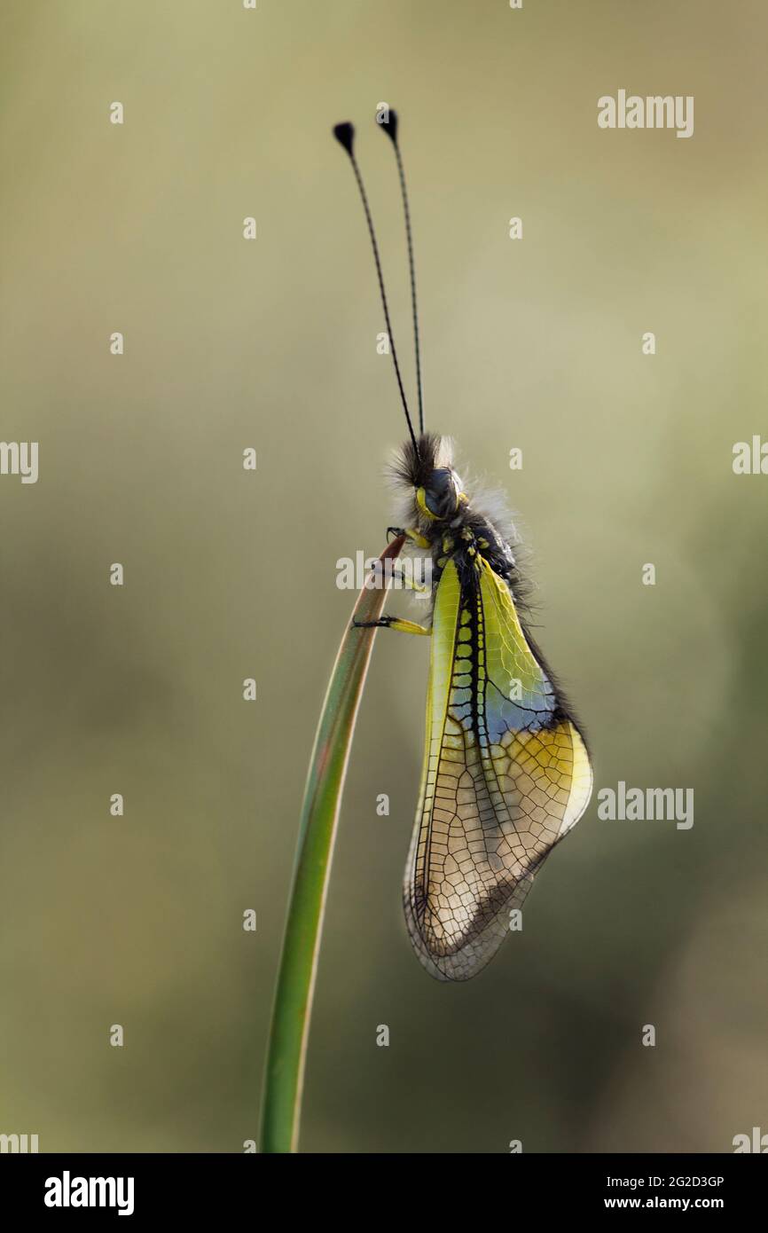 Libelloides baeticus hi-res stock photography and images - Alamy