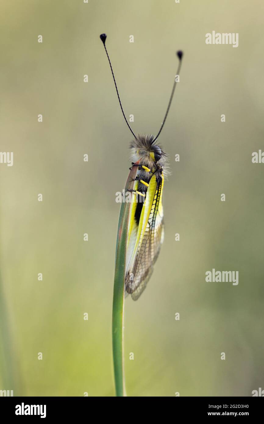 Libelloides baeticus hi-res stock photography and images - Alamy