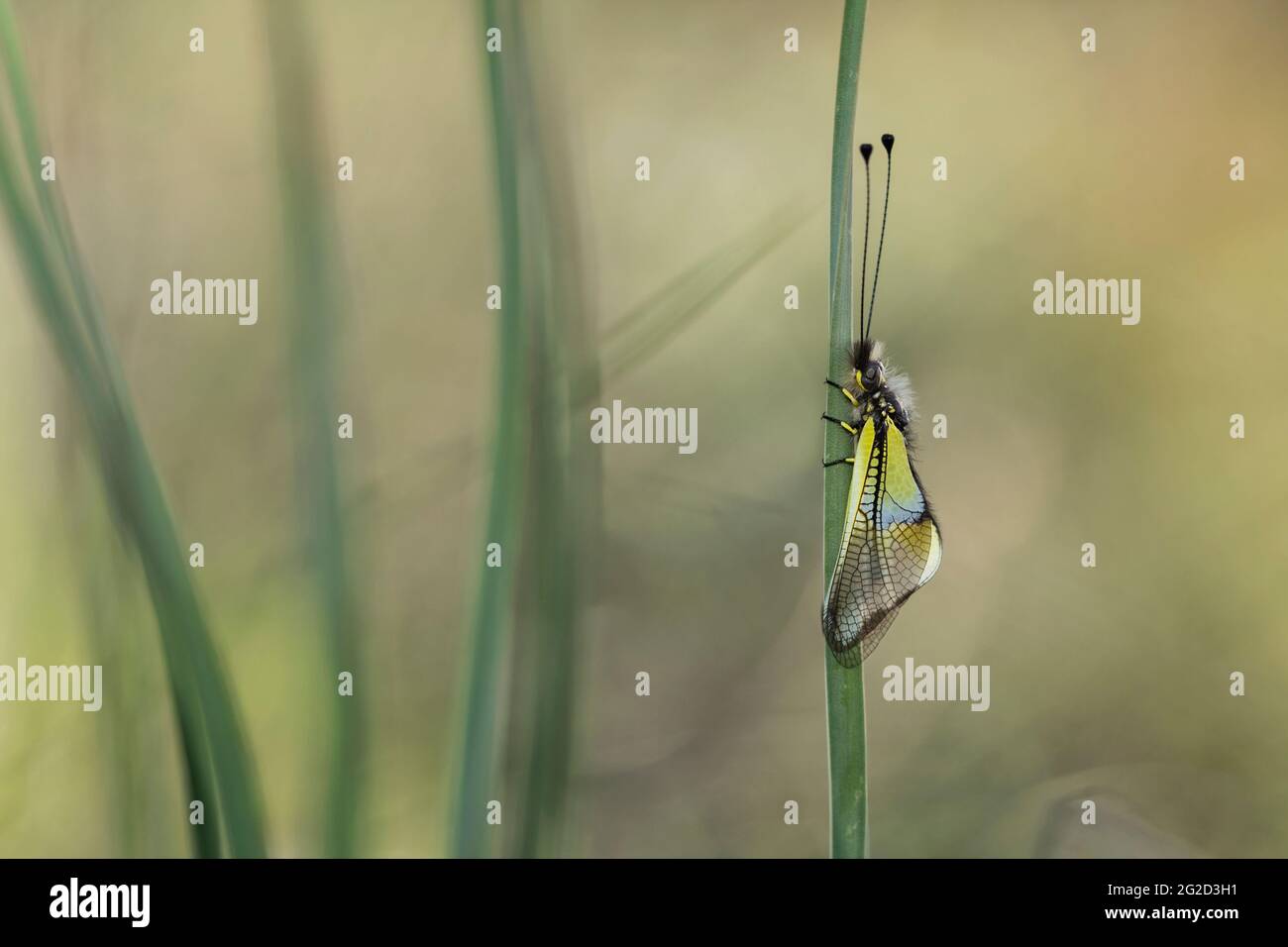 Libelloides baeticus hi-res stock photography and images - Alamy