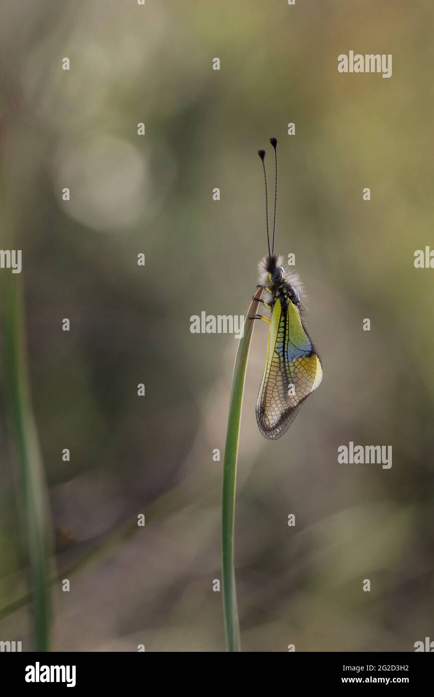 Baeticus hi-res stock photography and images - Alamy