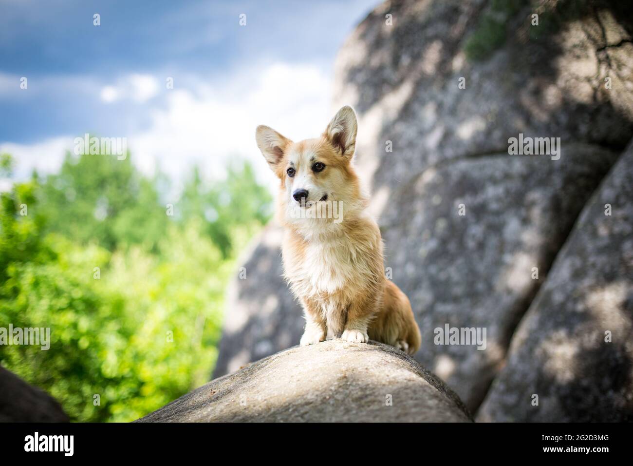 Welsh corgi rocks hi-res stock photography and images - Alamy