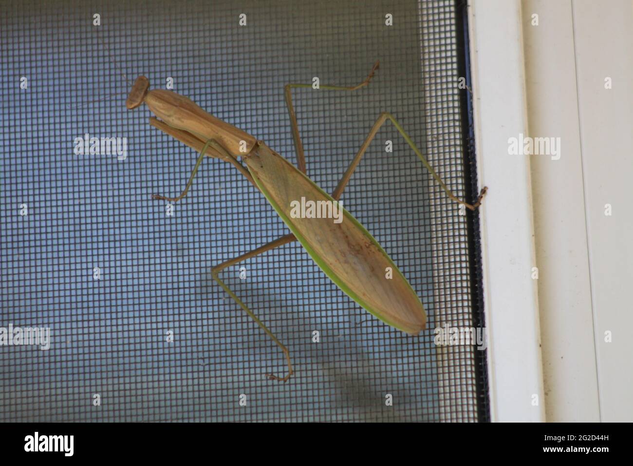 Praying mantis tenodera sinensis hi-res stock photography and images ...