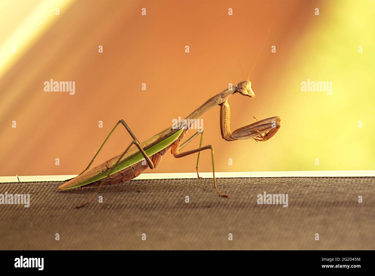 Chinese praying mantis hi-res stock photography and images - Alamy