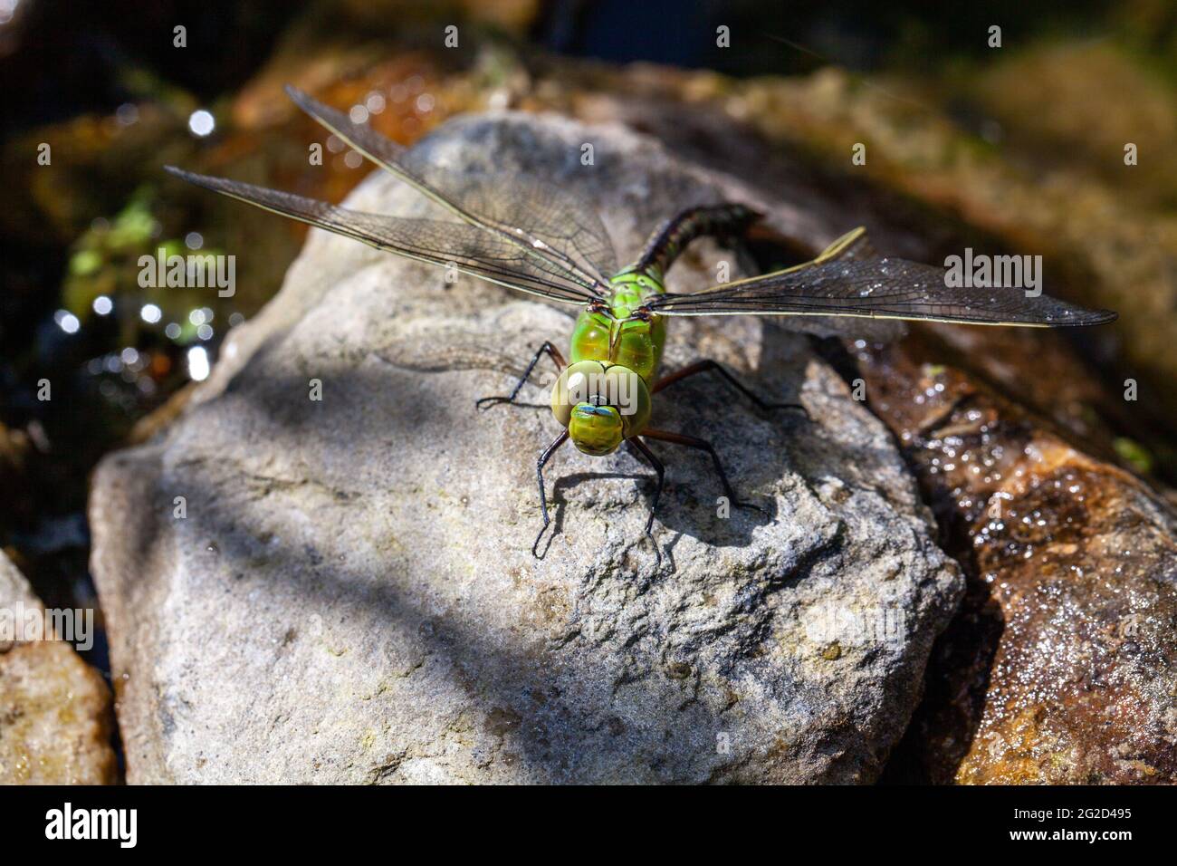Beautiful big green dragonfly sunbathing Stock Photo - Alamy