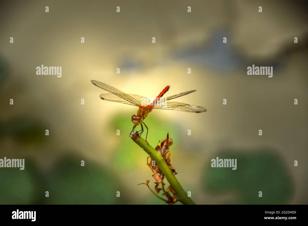Red Dragonfly On a rose stem Stock Photo - Alamy