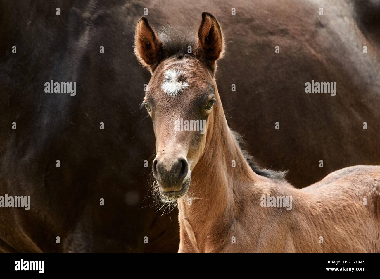 Foal head horse portrait hi-res stock photography and images - Alamy