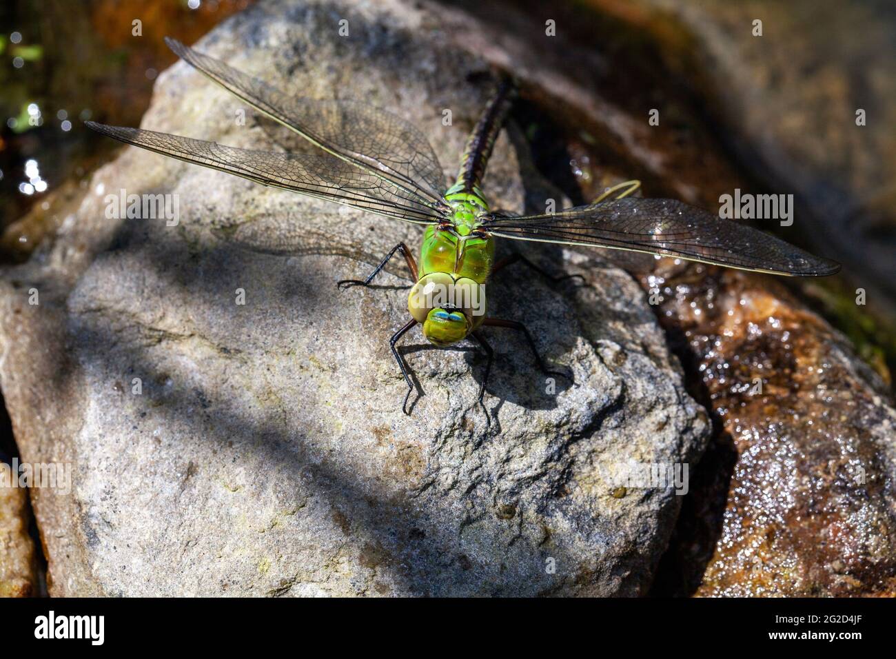 Beautiful big green dragonfly sunbathing Stock Photo - Alamy