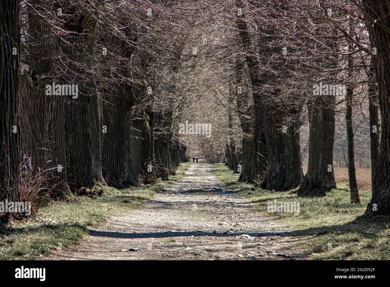 Stony path in an alley with trees without leaves Stock Photo - Alamy