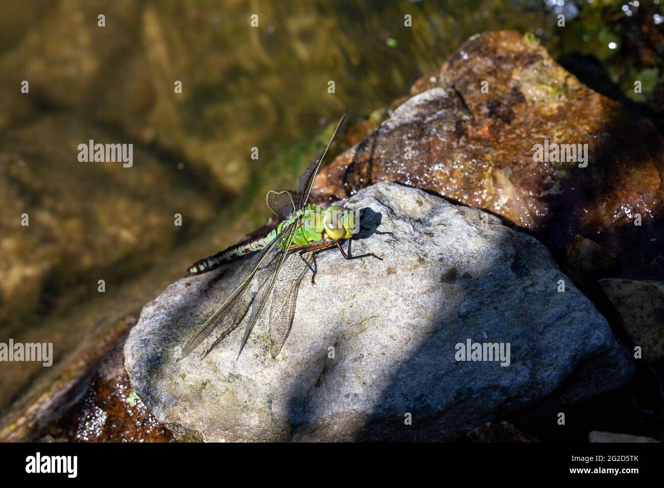 Beautiful big green dragonfly sunbathing Stock Photo - Alamy