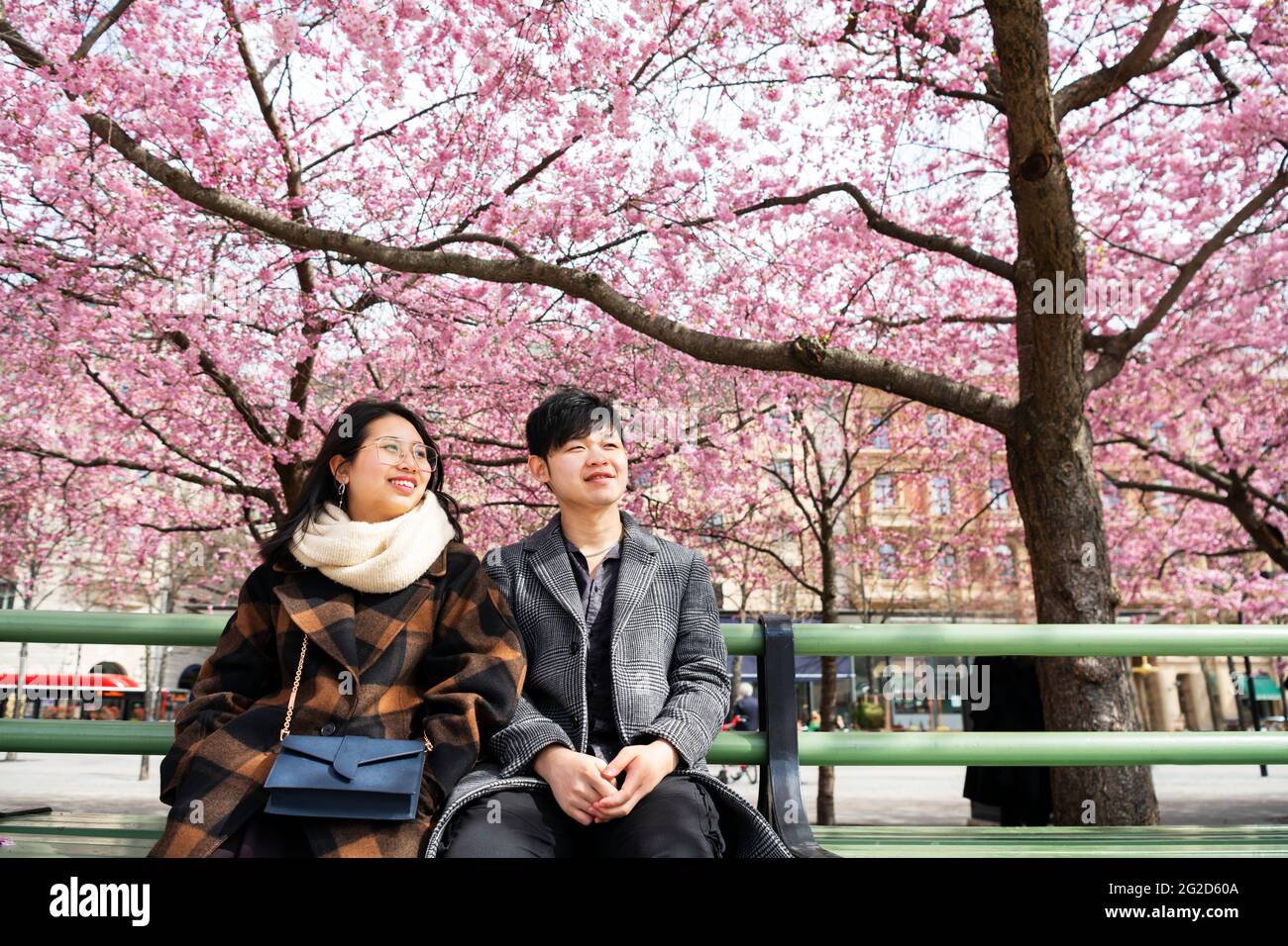 Couple sitting on bench under cherry blossom Stock Photo - Alamy