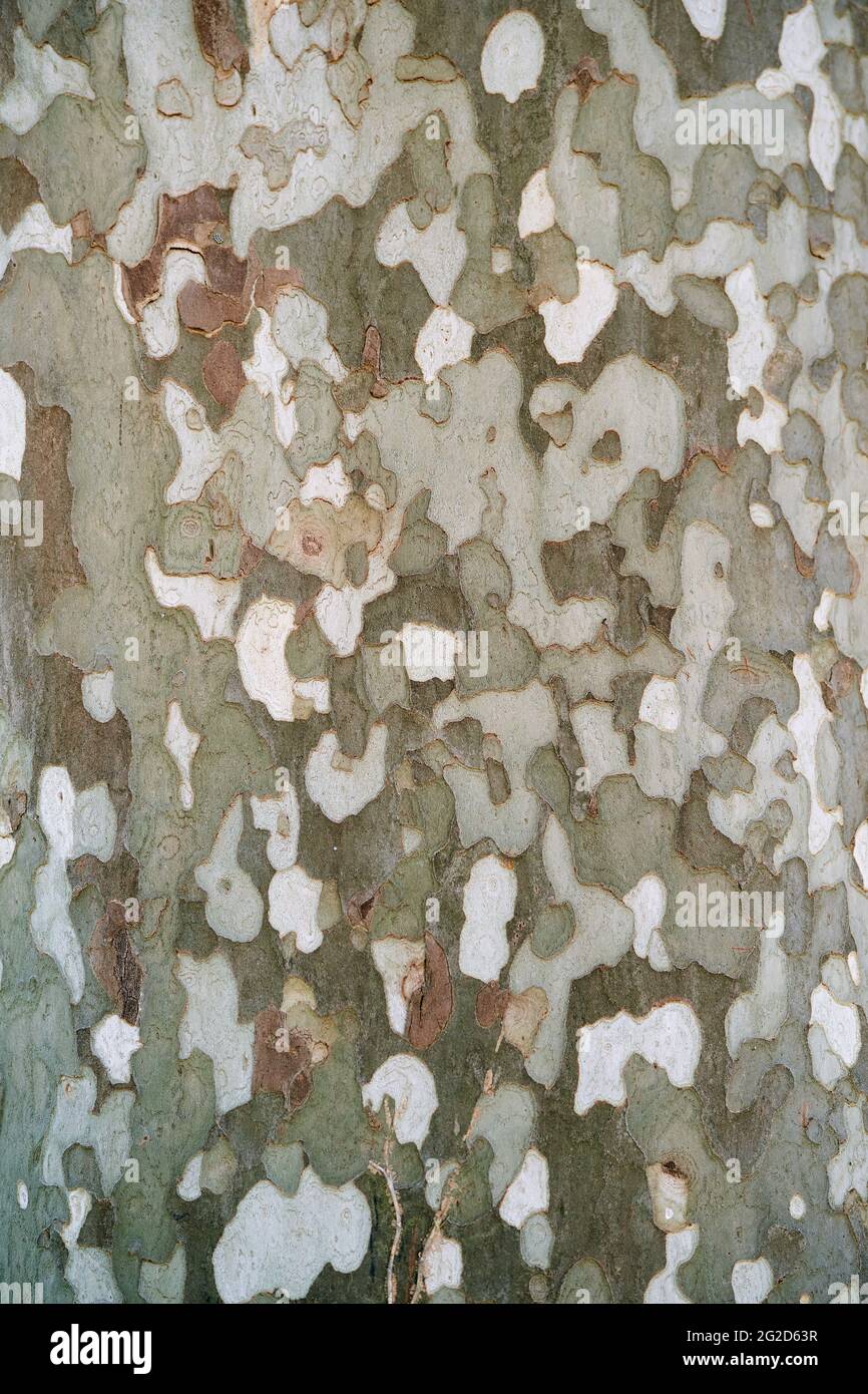 Plane tree mottled bark hi-res stock photography and images - Alamy