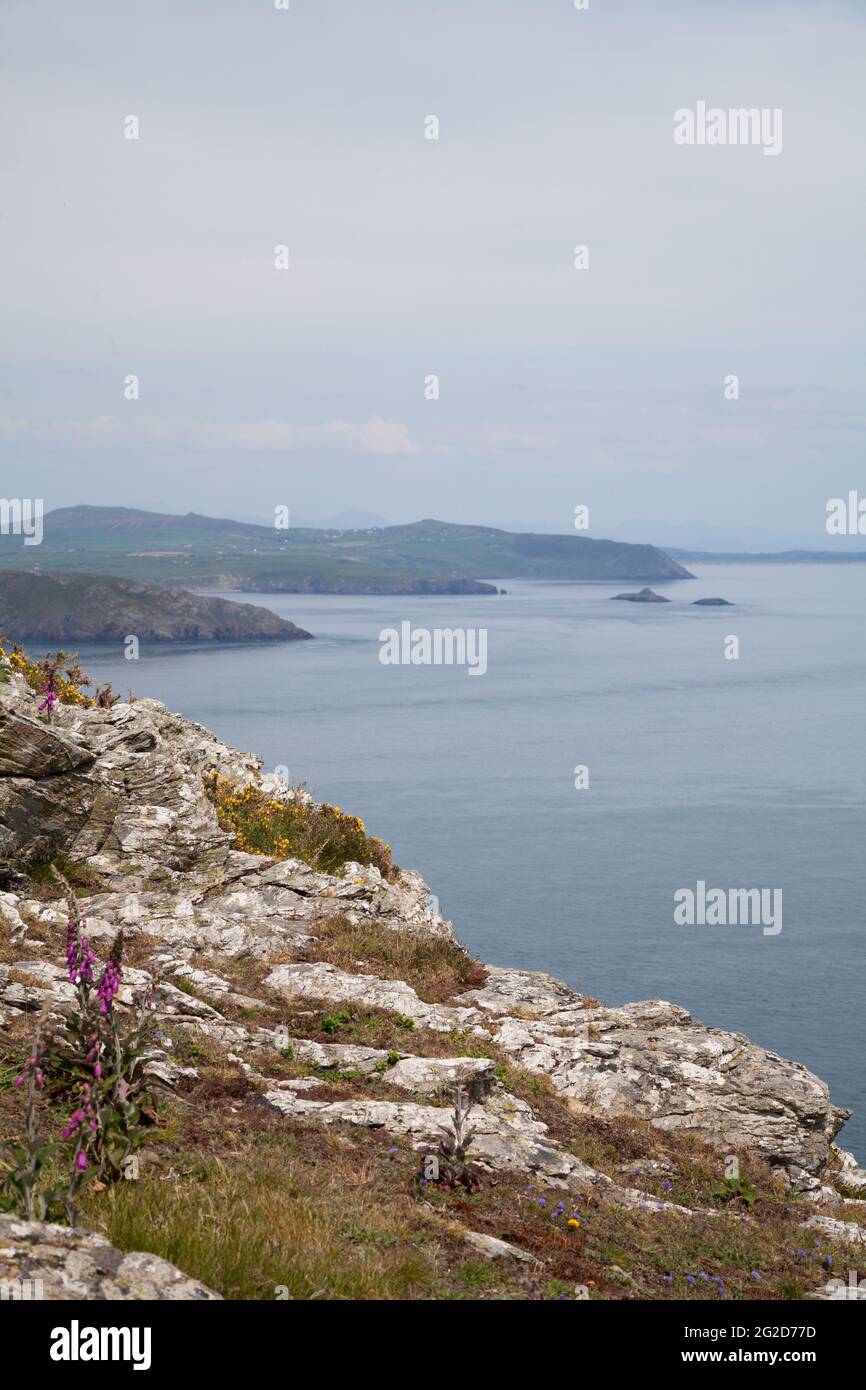 Ynys gwylan fawr hi-res stock photography and images - Alamy
