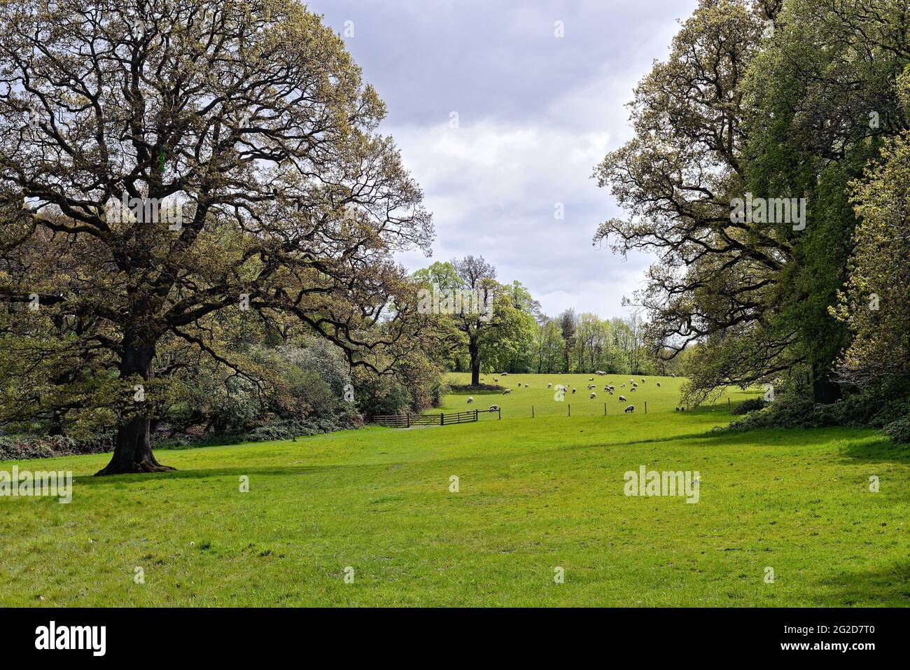 An idyllic English landscape on an early summers day near Horsley ...