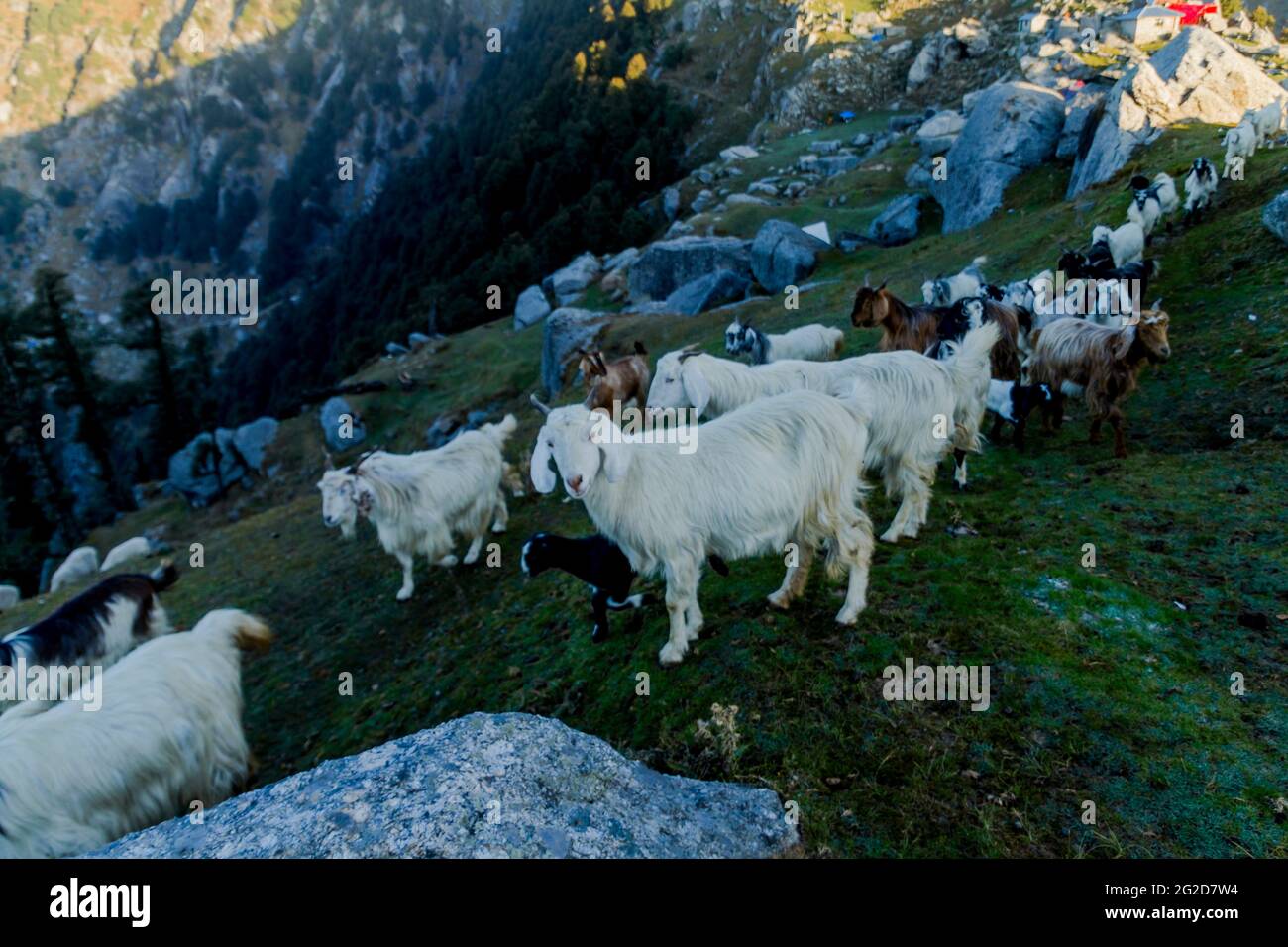 Various farm animals in Triund, Himachal Pradesh Stock Photo - Alamy