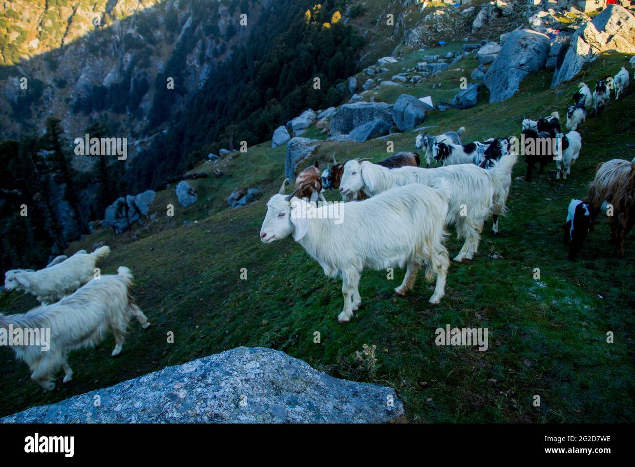 Various farm animals in Triund, Himachal Pradesh Stock Photo - Alamy