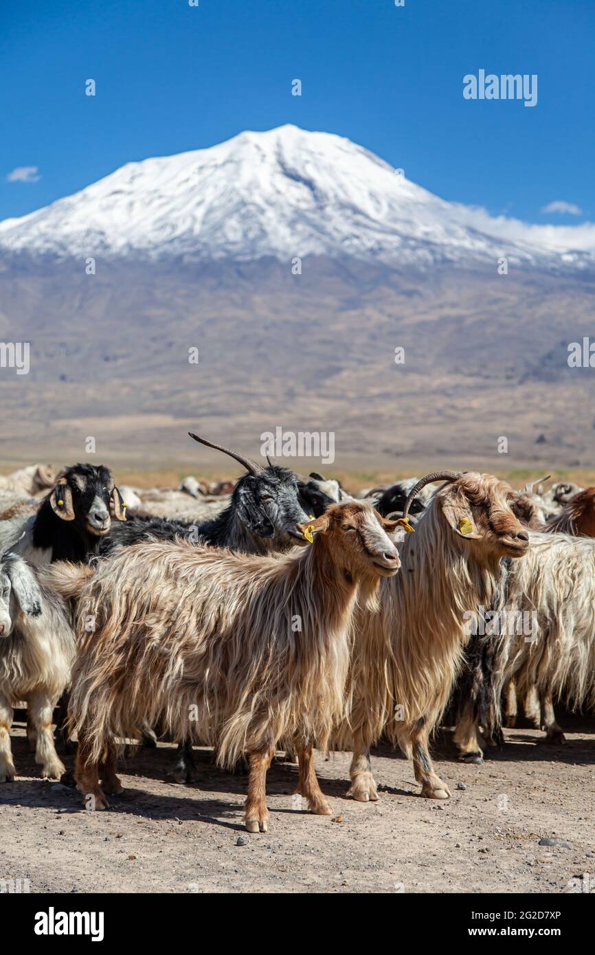 Climbing mount ararat hi-res stock photography and images - Alamy