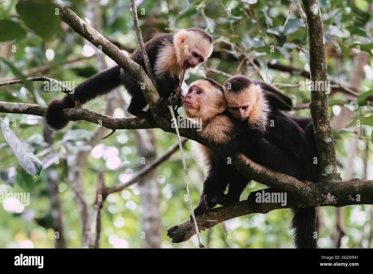 Family of white faced capuchin monkeys on a tree in national park Costa ...