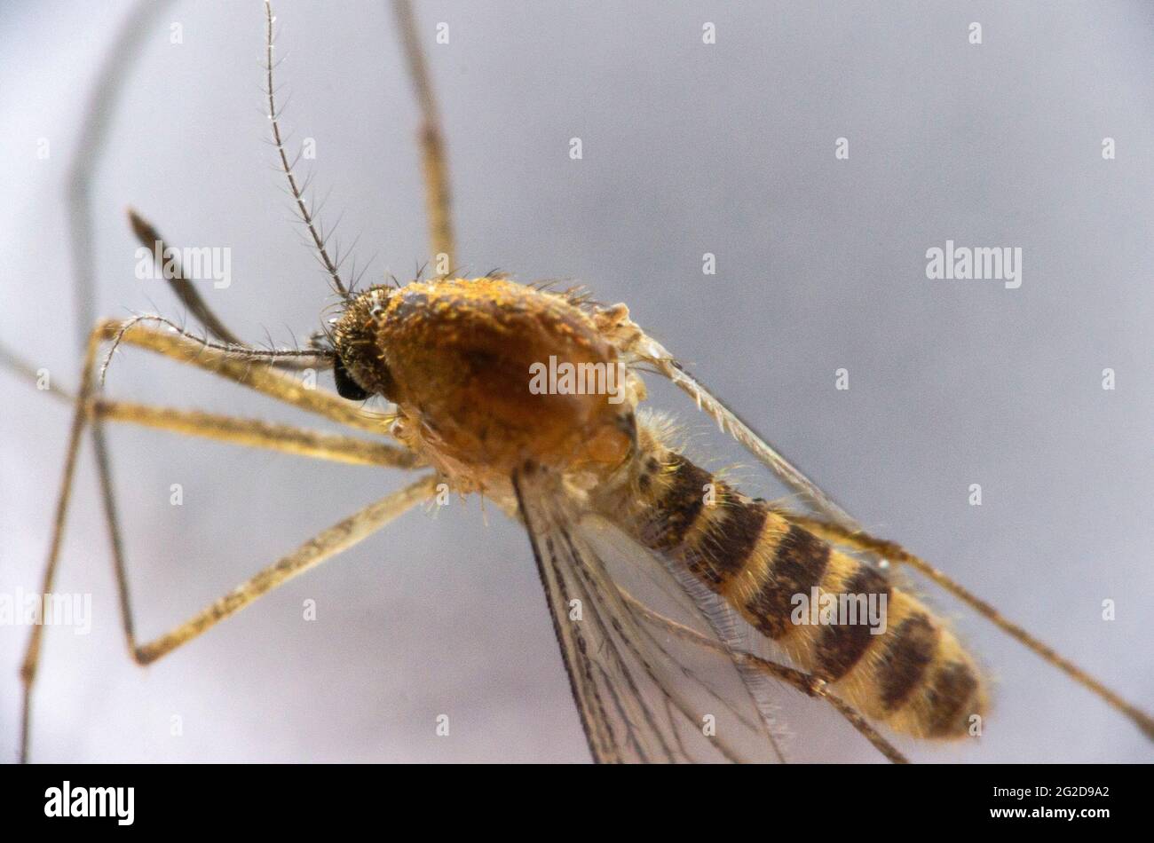 Tiger mosquito specimen in the foreground Stock Photo - Alamy