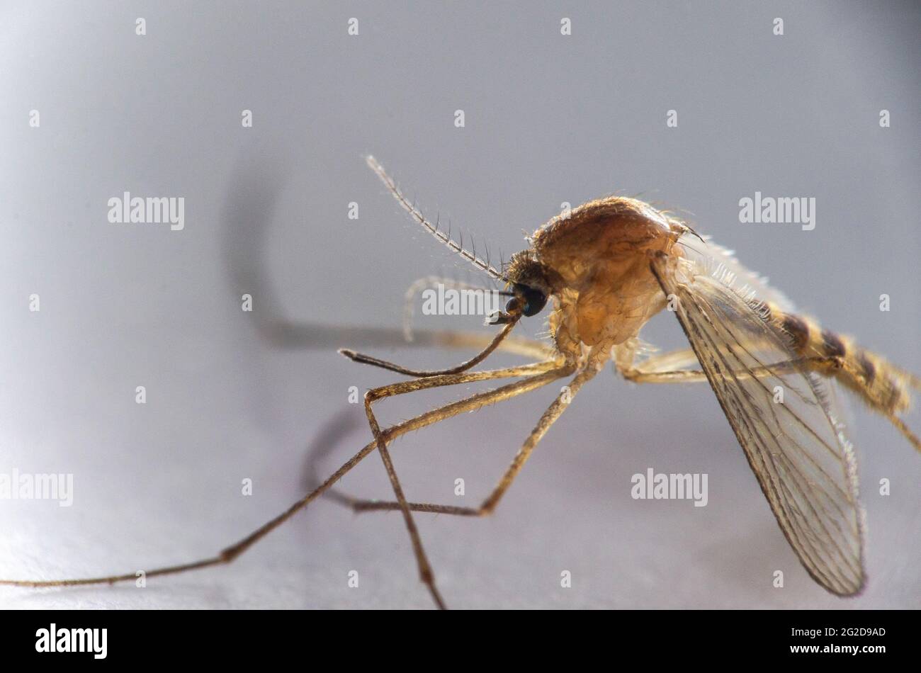 Tiger mosquito specimen in the foreground Stock Photo - Alamy