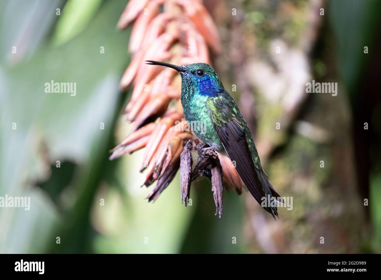 Colourful hummingbird in Costa Rica Stock Photo - Alamy