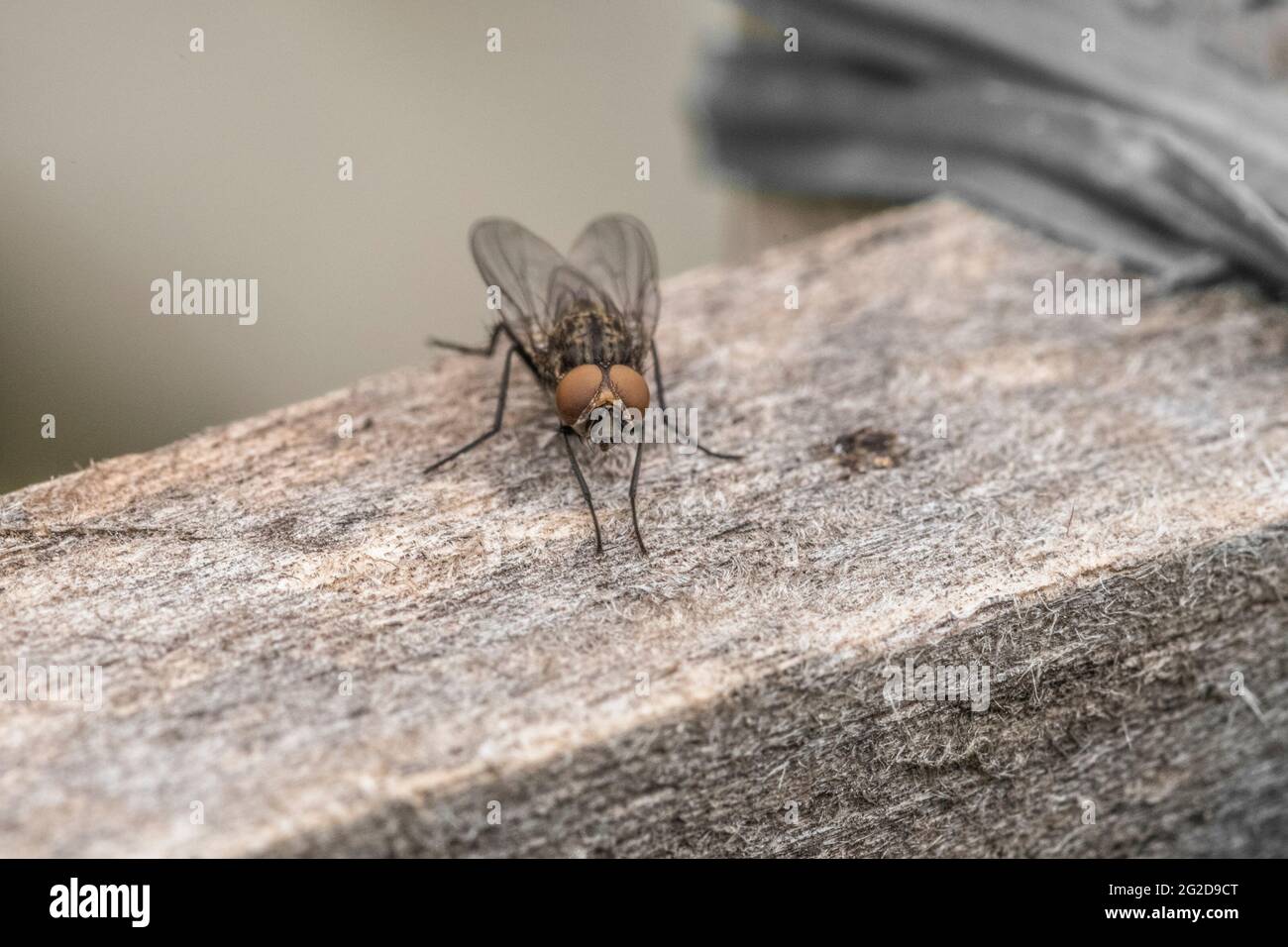 Specimen of common fly in the foreground Stock Photo - Alamy