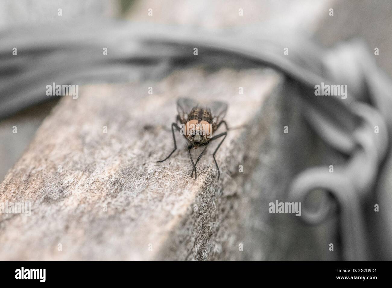 Specimen of common fly in the foreground Stock Photo - Alamy