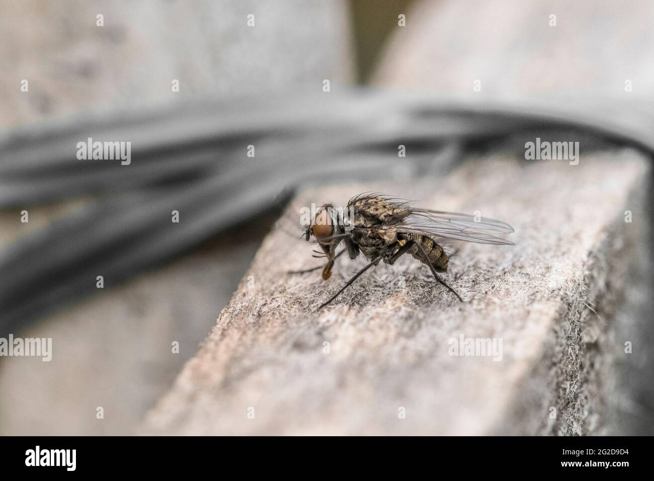Common house fly hi-res stock photography and images - Alamy