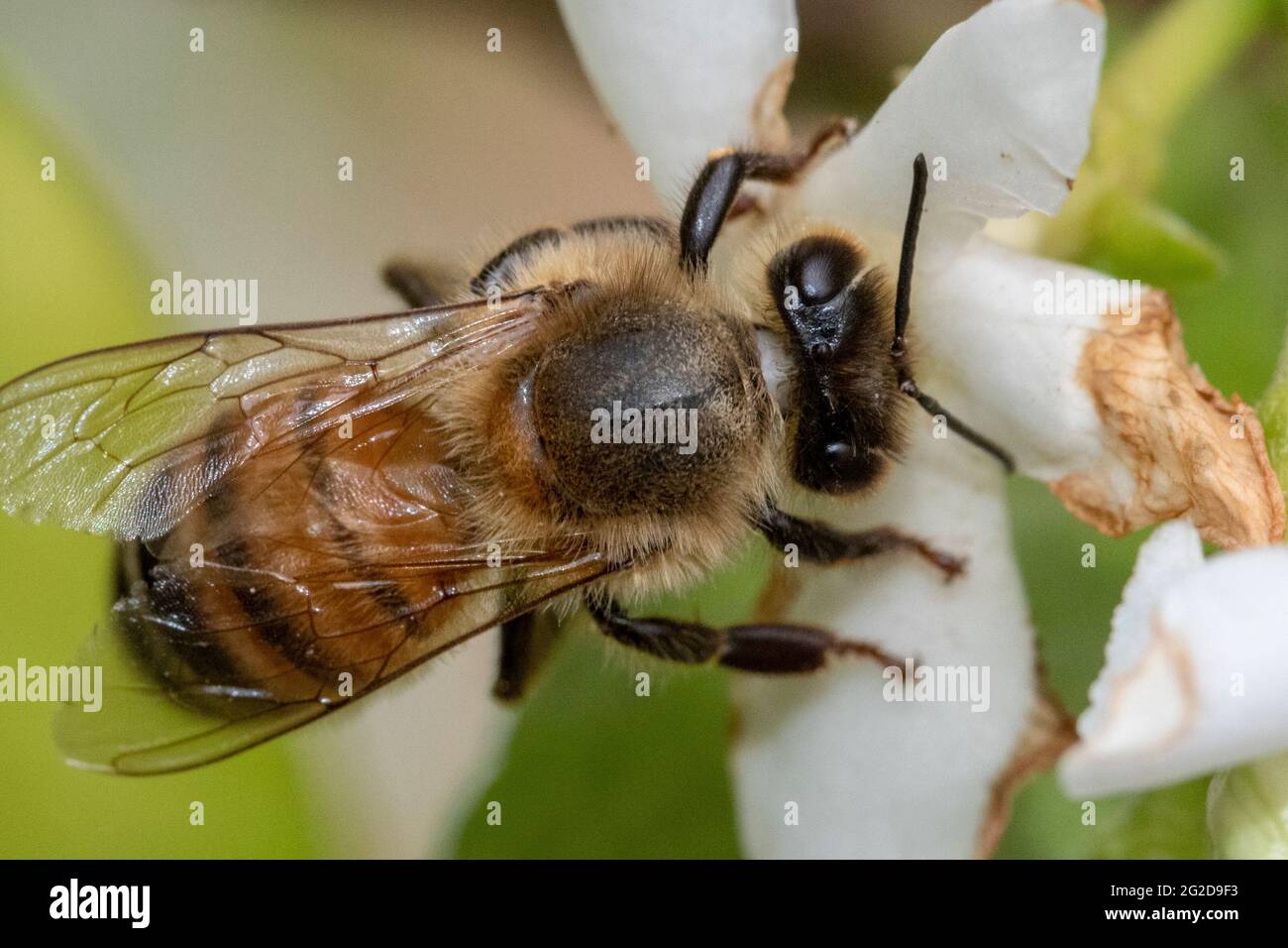 Bee resting on a flower during pollination Stock Photo - Alamy