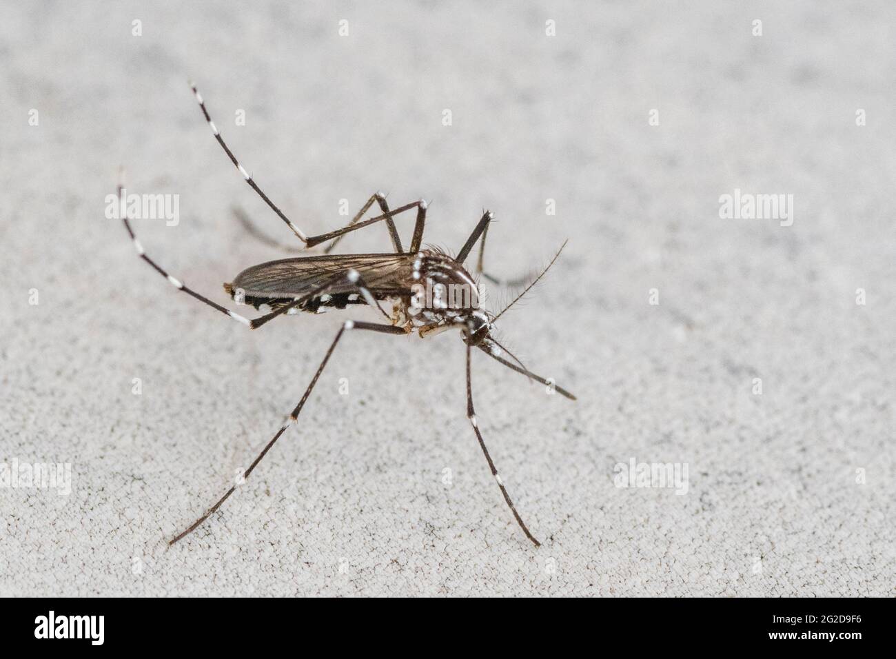 Tiger mosquito hi-res stock photography and images - Alamy