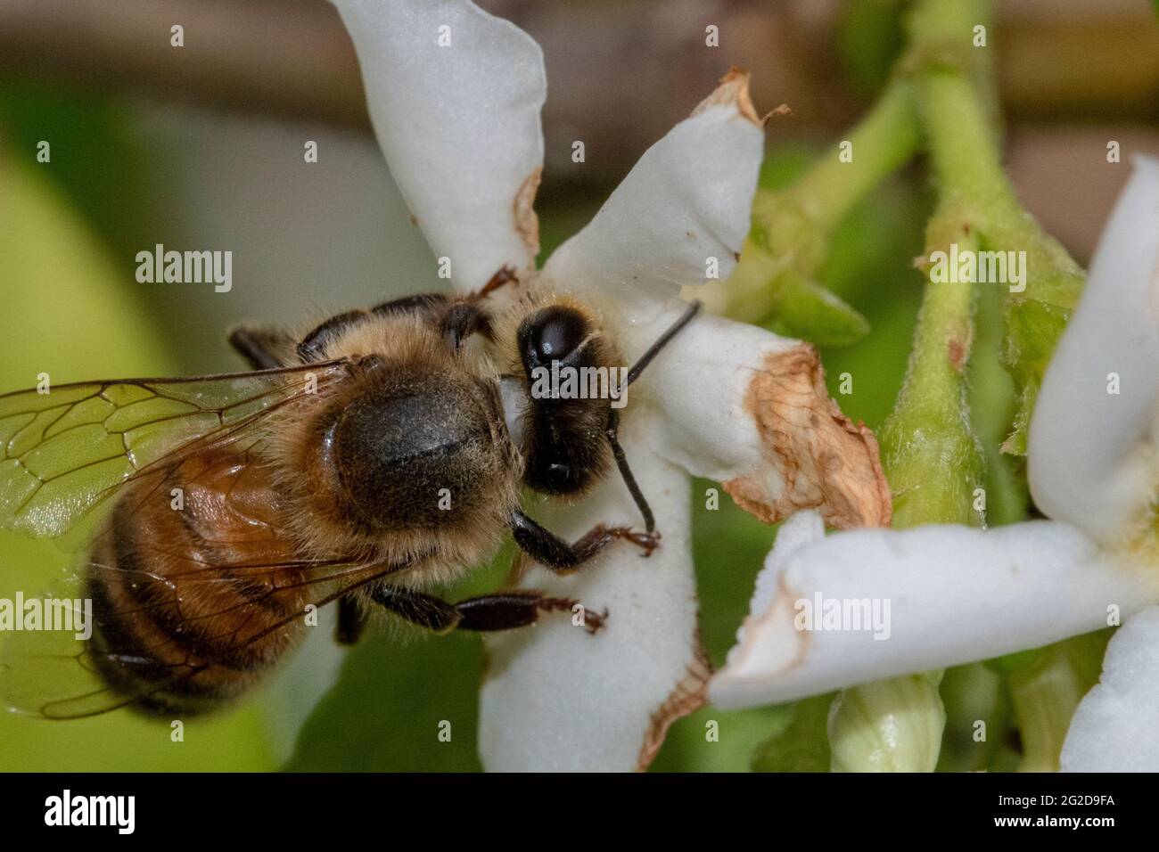 Bee resting on a flower during pollination Stock Photo - Alamy